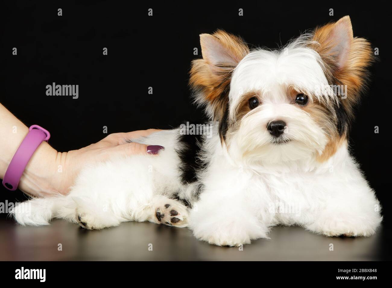Studio photography of a Biewer Yorkshire Terrier on colored backgrounds ...