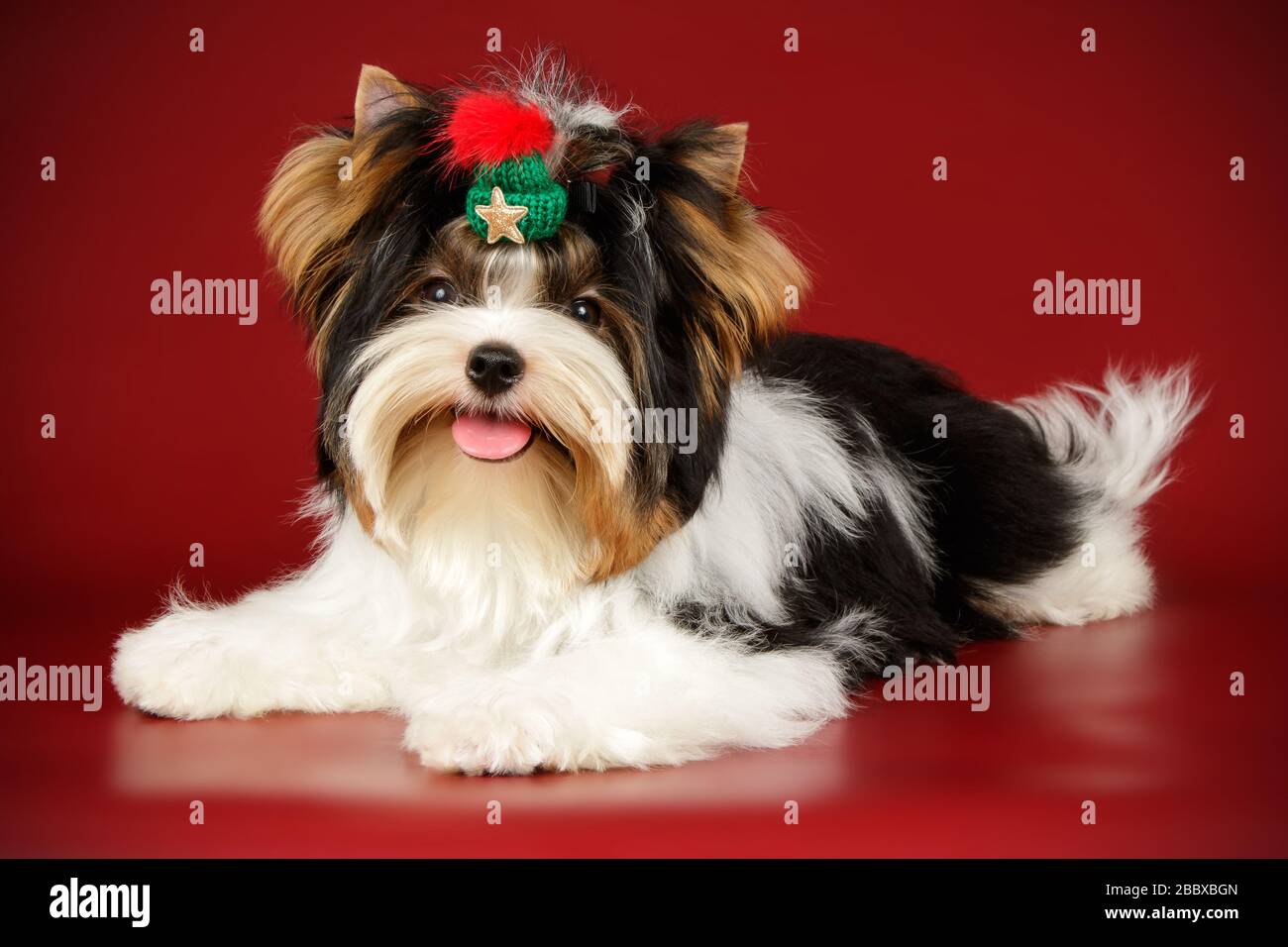 Studio photography of a Biewer Yorkshire Terrier on colored backgrounds ...