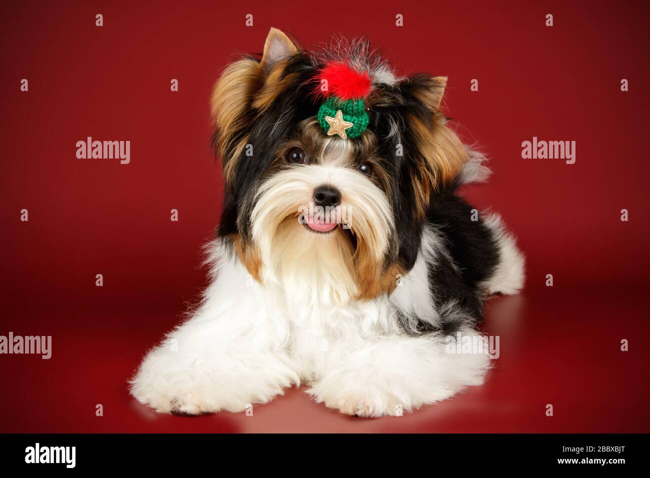Studio photography of a Biewer Yorkshire Terrier on colored backgrounds ...