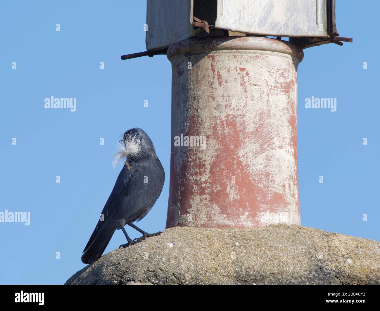 Jackdaw (Corvus monedula) standing beside a chimney pot with feathers ...