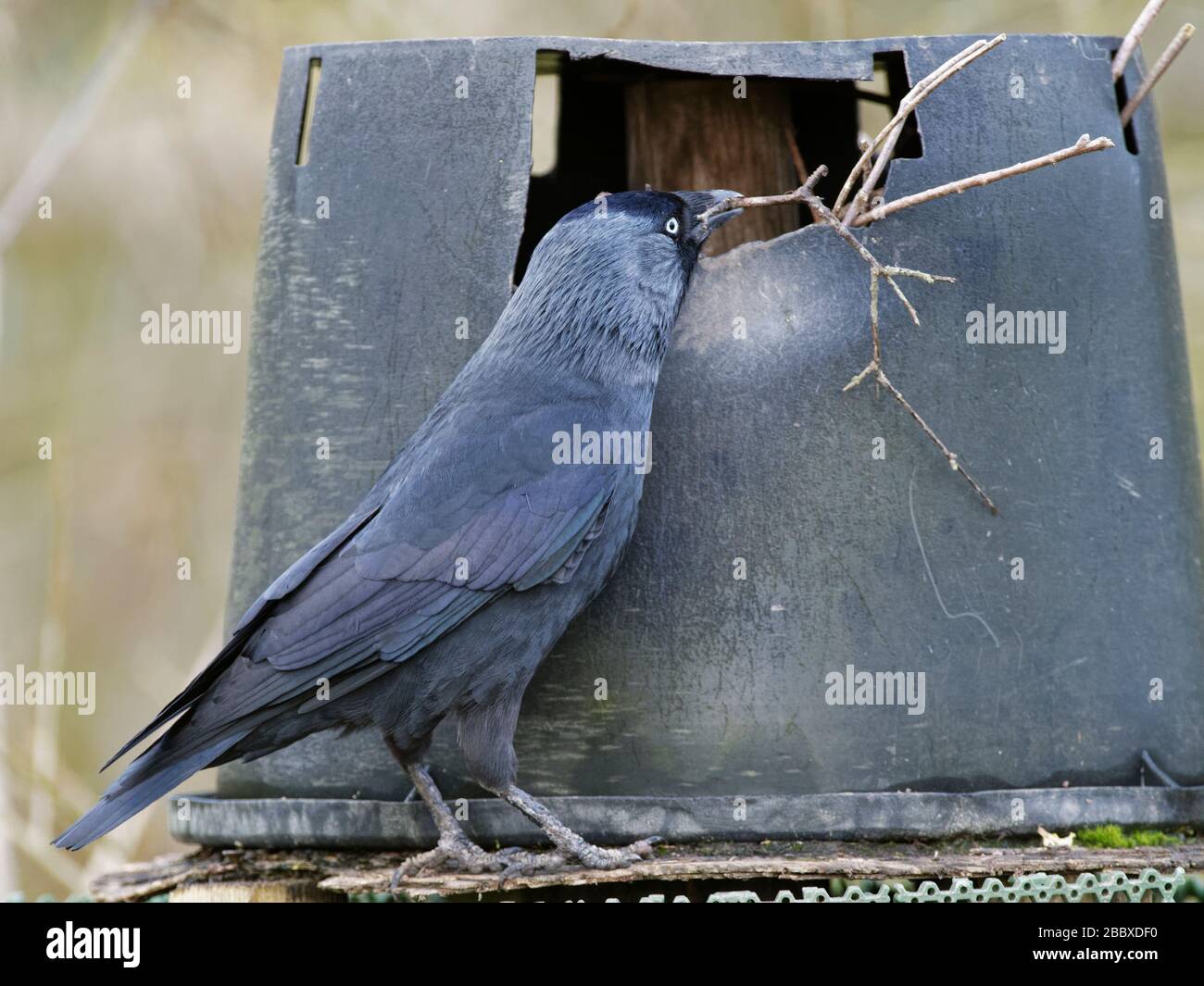 Jackdaw with nesting materials hi-res stock photography and images - Alamy