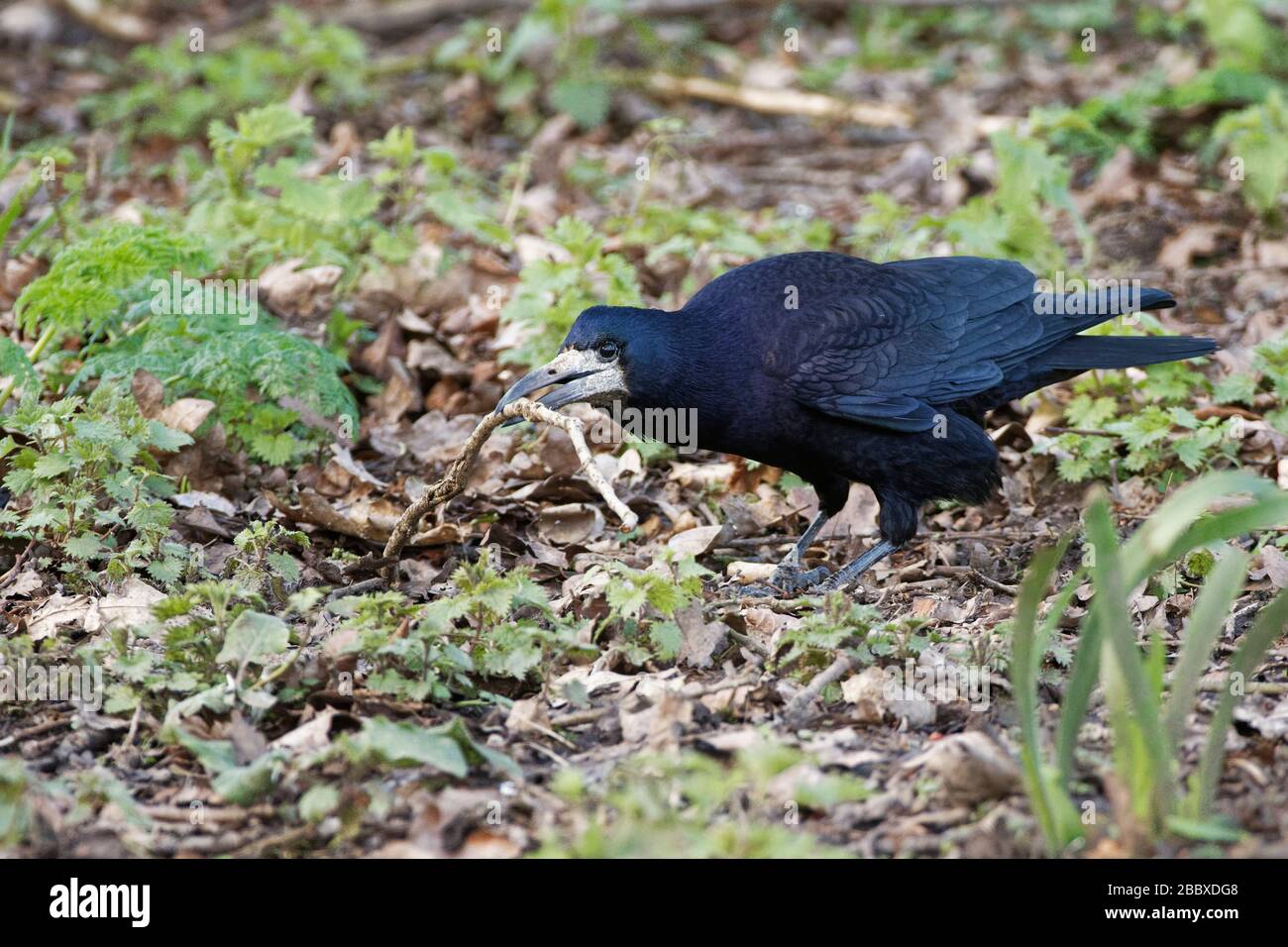 Rook nest hi-res stock photography and images - Alamy