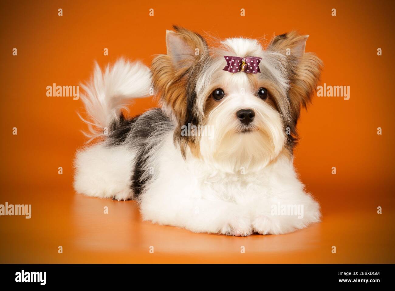 Studio photography of a Biewer Yorkshire Terrier on colored backgrounds ...
