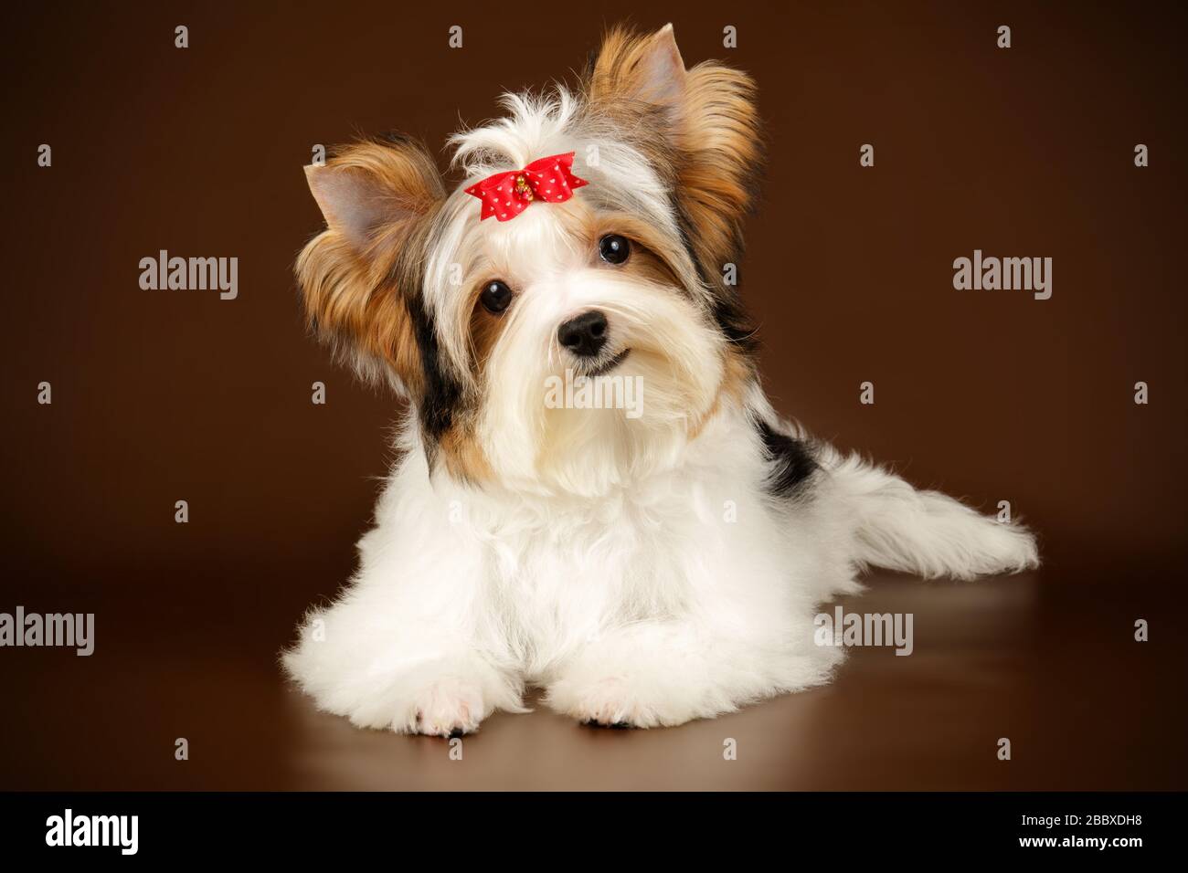 Studio photography of a Biewer Yorkshire Terrier on colored backgrounds ...