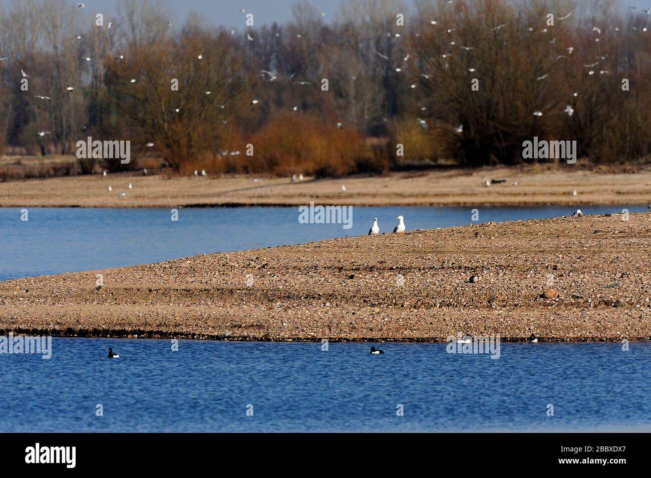 animals, bird, birds, fly, avian, water, birds in water, nature ...