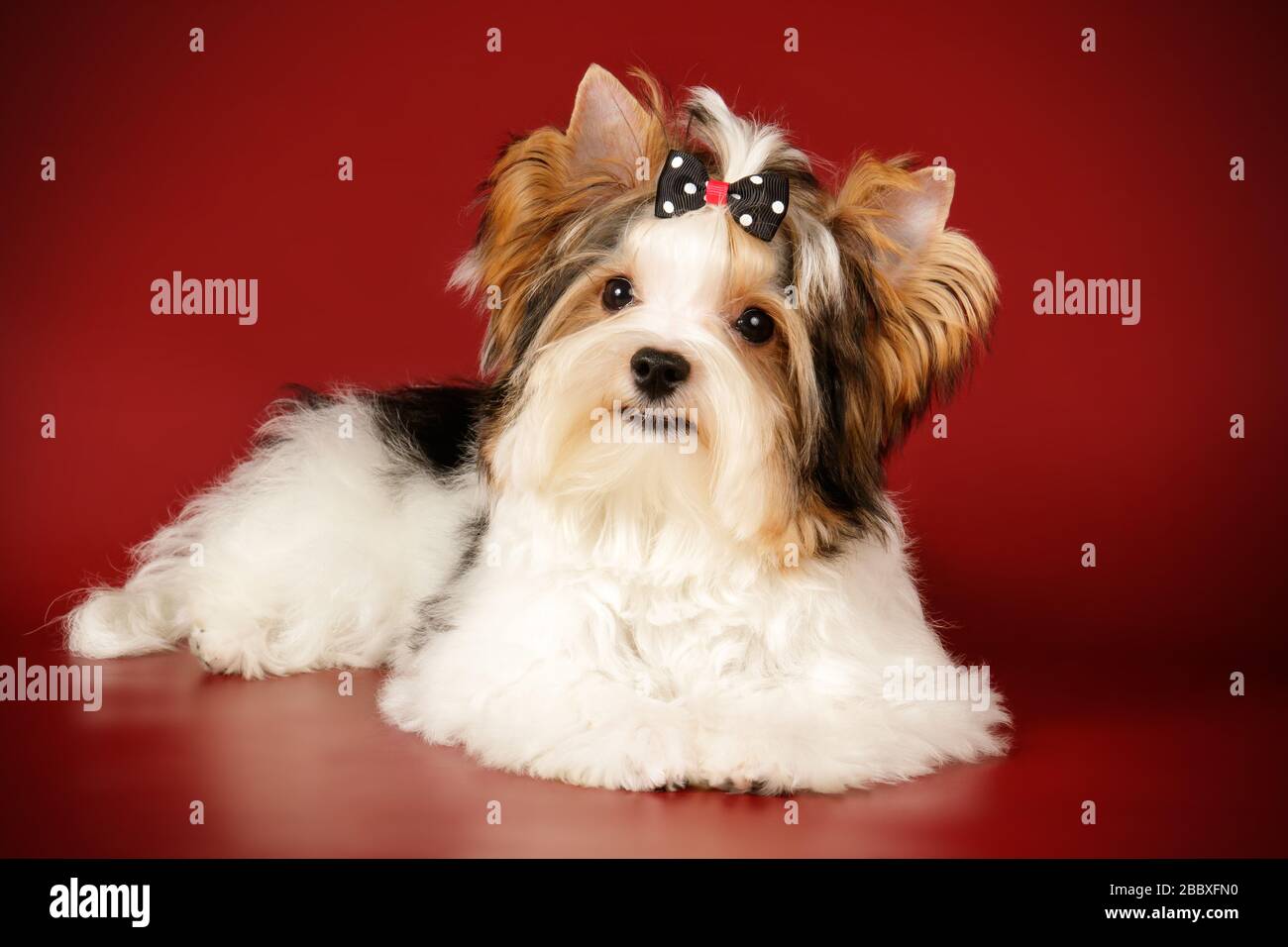 Studio photography of a Biewer Yorkshire Terrier on colored backgrounds ...
