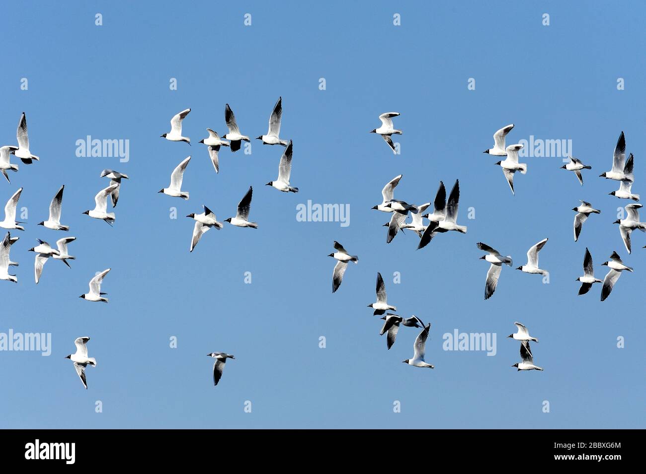 animals, bird, birds, fly, avian, water, birds in water, nature ...