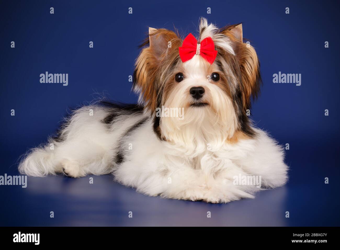 Studio photography of a Biewer Yorkshire Terrier on colored backgrounds ...