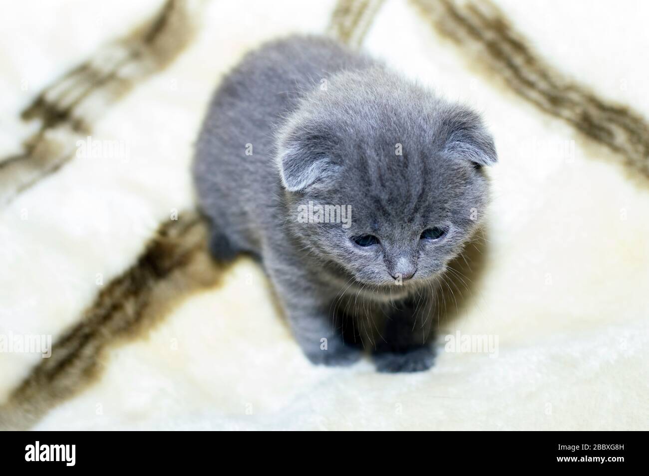Blue scottish fold cat old hi-res stock photography and images - Alamy