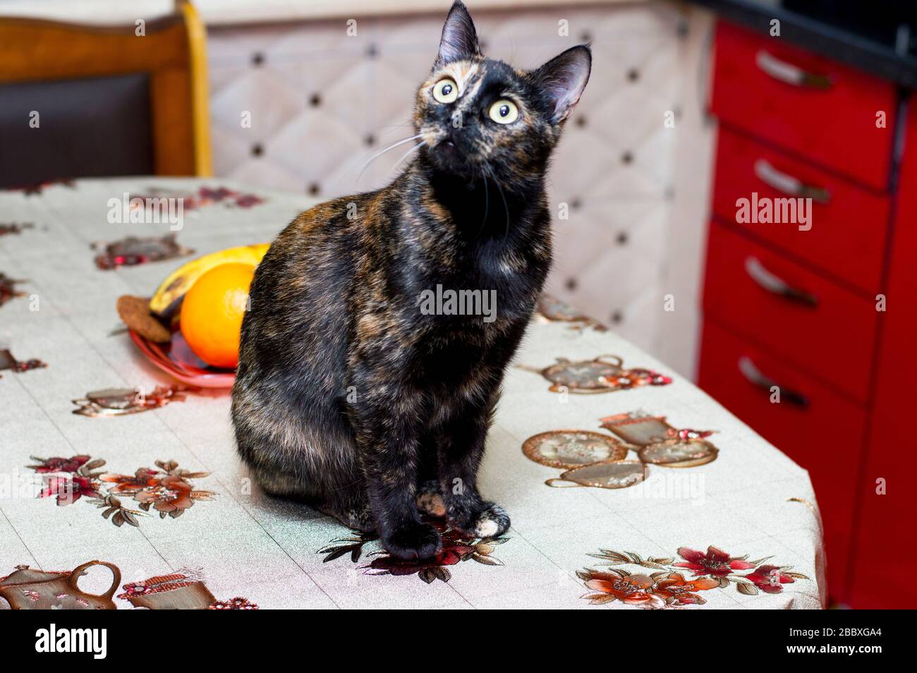 pied cat sitting on the kitchen table, theme domestic cats Stock Photo ...