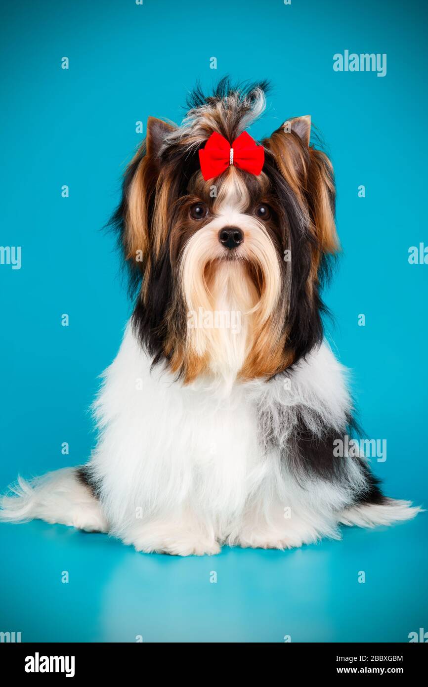 Studio photography of a Biewer Yorkshire Terrier on colored backgrounds ...