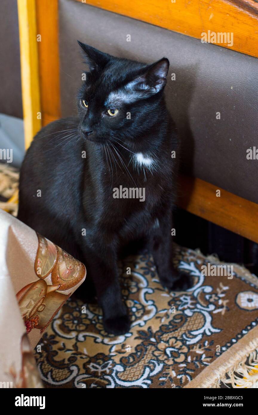 black cat at the kitchen table, the topic of domestic cats Stock Photo ...