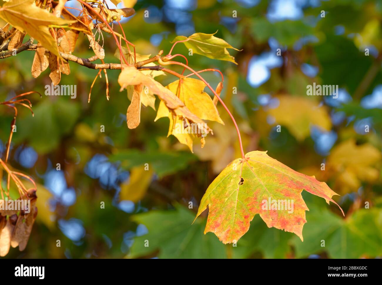 Norway Maple Acer Platanoides Autumn High Resolution Stock Photography ...