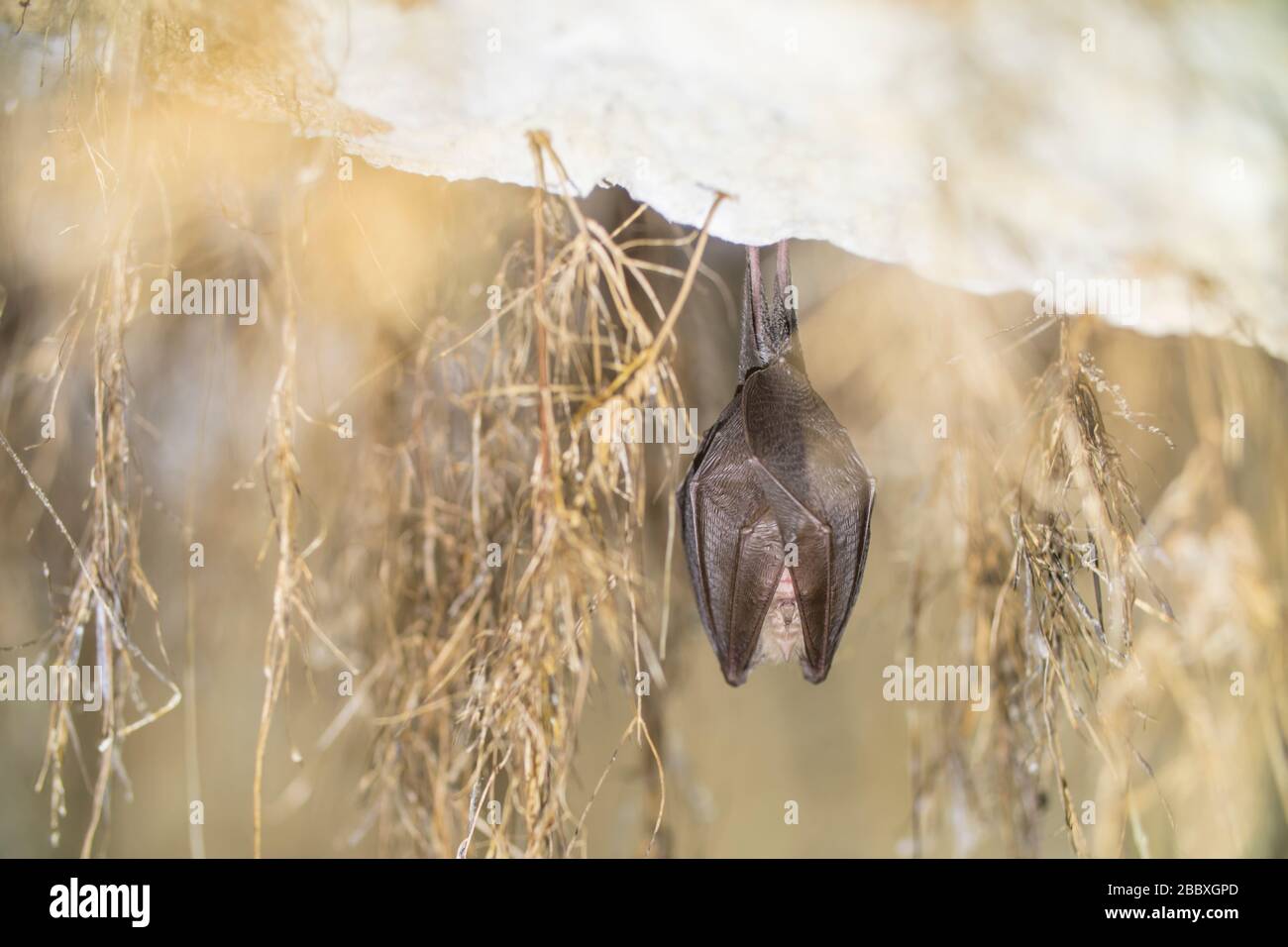 Close up small lesser horseshoe bat covered by wings, hanging upside ...