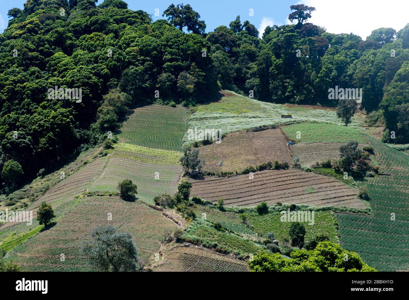 Volcan Baru (Baru Volcano) farm fields near Volcan in northwestern ...