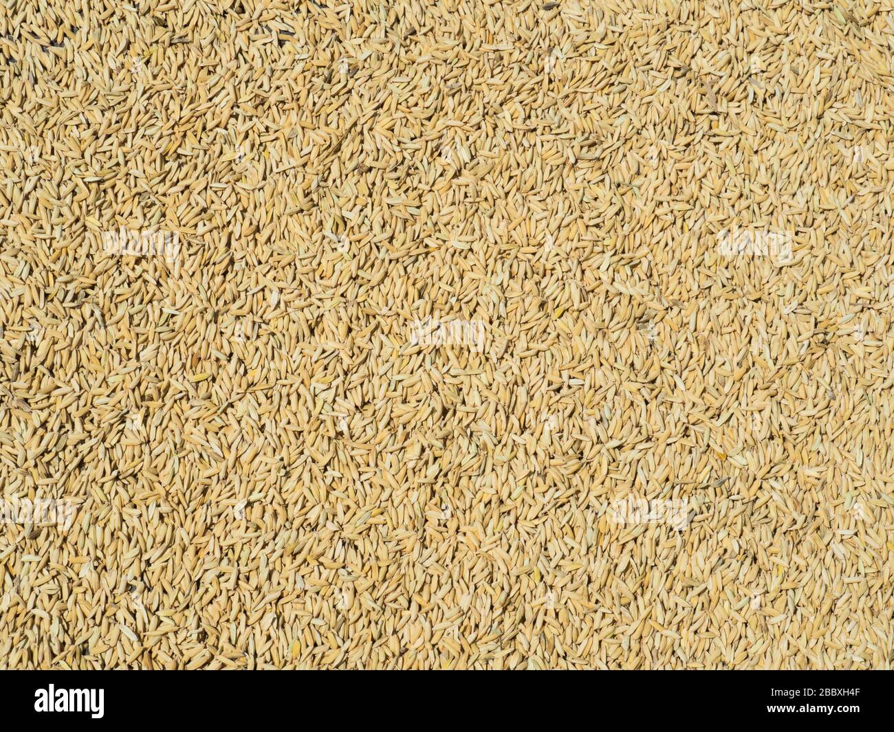 Golden yellow paddy rice grain, background texture of food Stock Photo ...