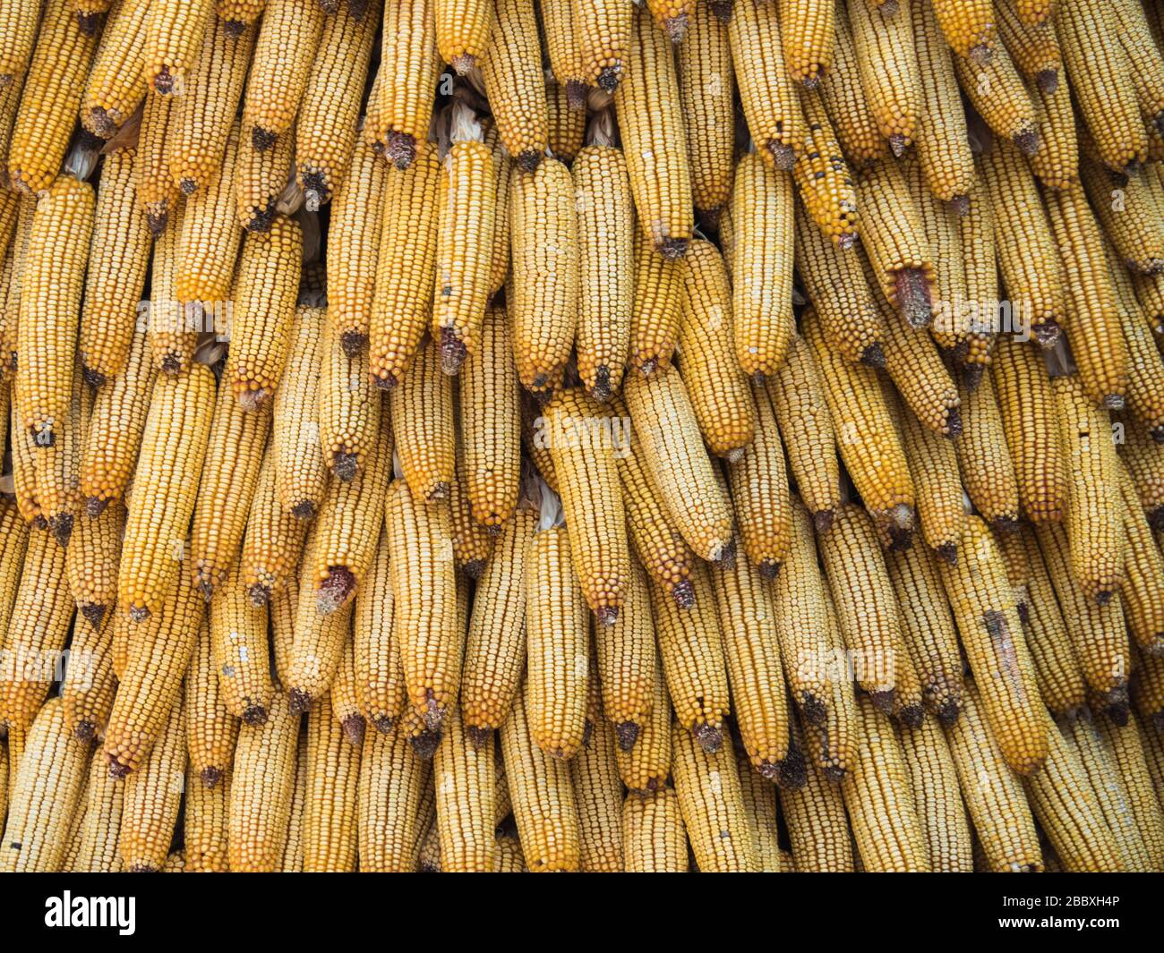 Dried corn cob hanging after harvest Stock Photo - Alamy