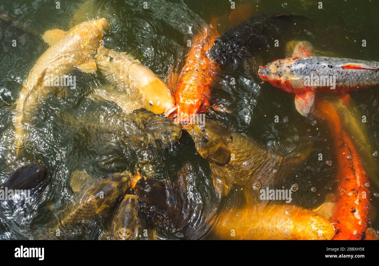 Koi fish in botanical gardens Stock Photo - Alamy