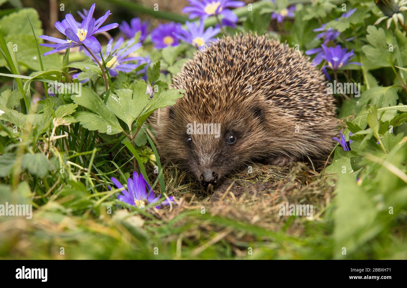 Hedgehog, (Scientific name: Erinaceus Europaeus), wild, native ...