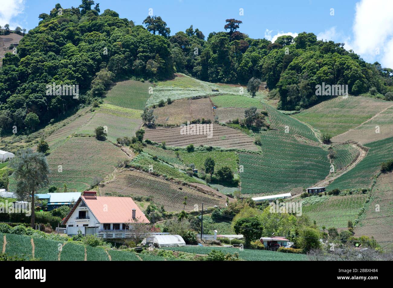 Volcan Baru (Baru Volcano) farm fields near Volcan in northwestern ...