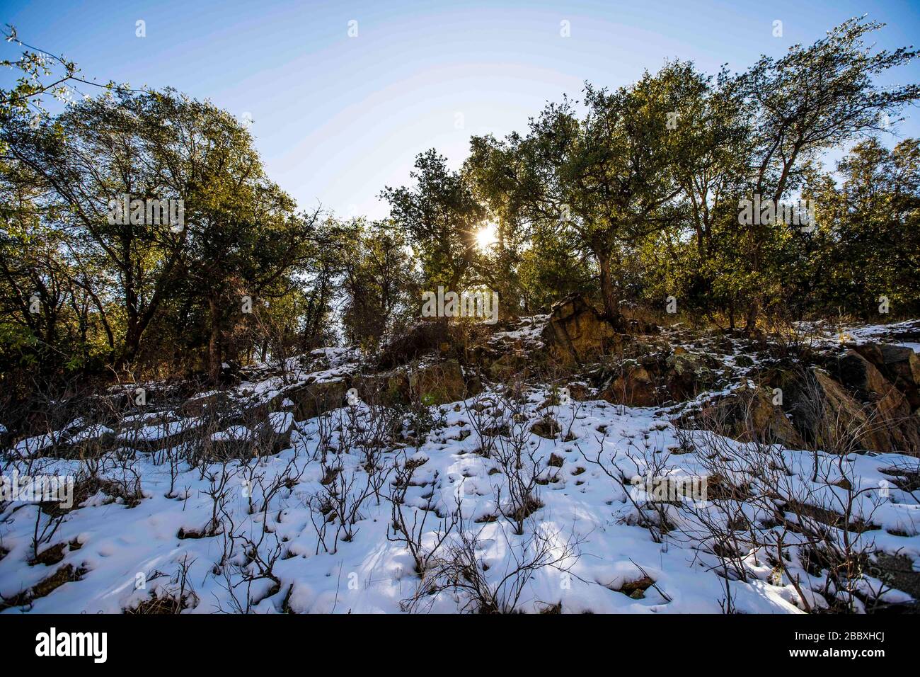 Encino árbol hi-res stock photography and images - Alamy