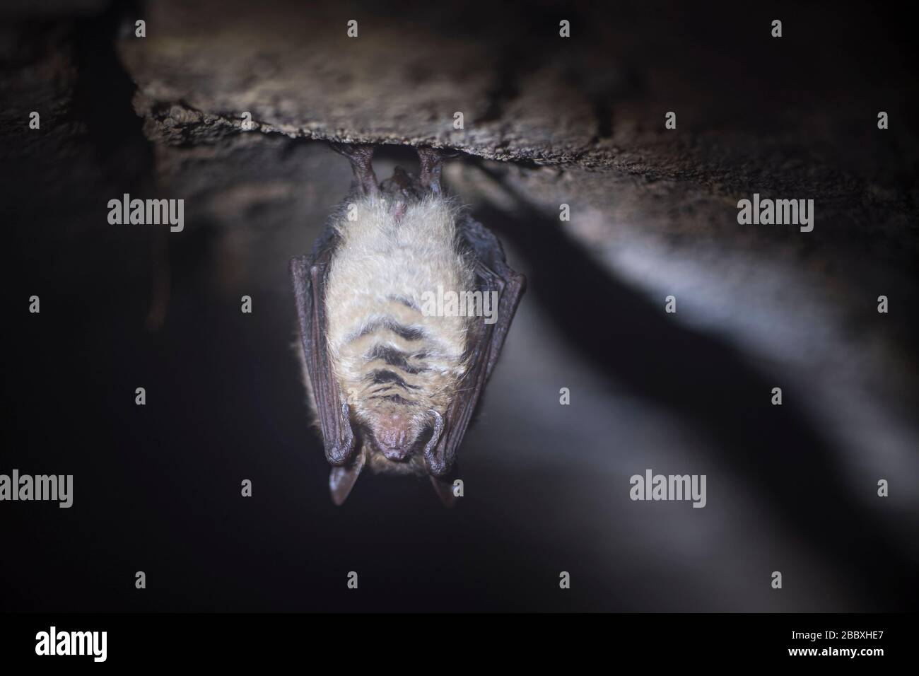 Close up strange animal Natterer's bat Myotis nattereri hanging upside ...