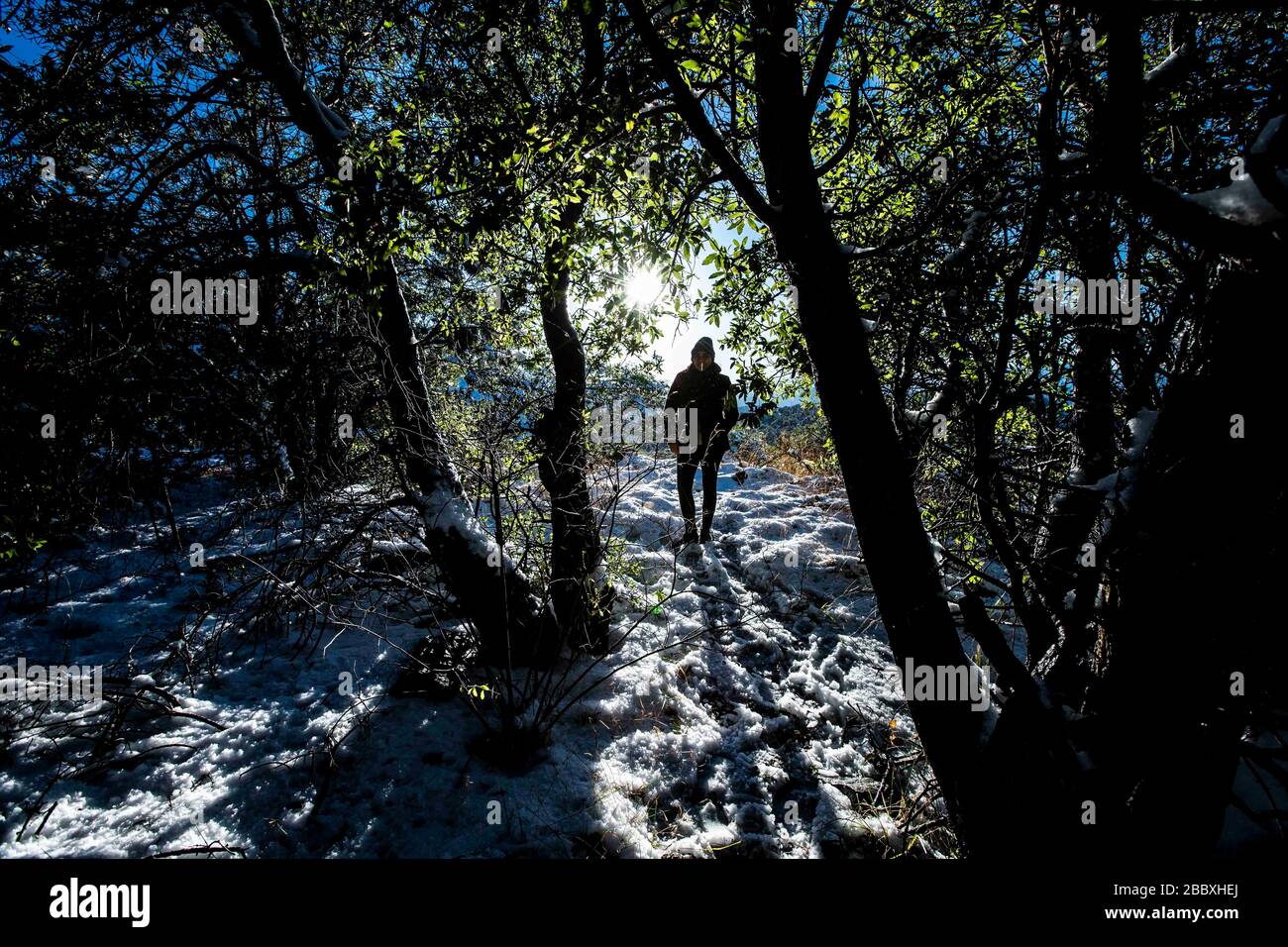 Encino árbol hi-res stock photography and images - Alamy