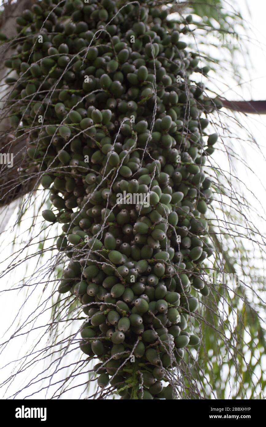 Palmetto Tree Seeds, Florida Stock Photo - Alamy