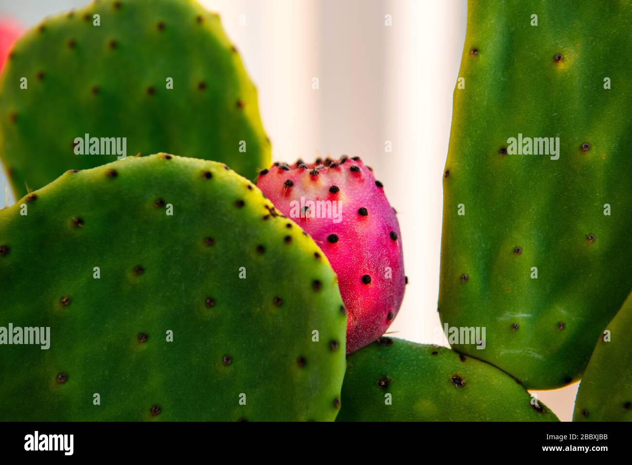 Indian wild pear tree hi-res stock photography and images - Alamy