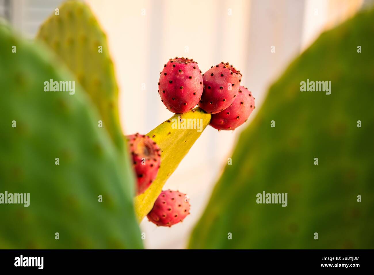 Indian wild pear tree hi-res stock photography and images - Alamy