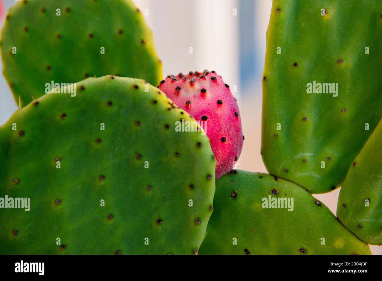Indian wild pear tree hi-res stock photography and images - Alamy