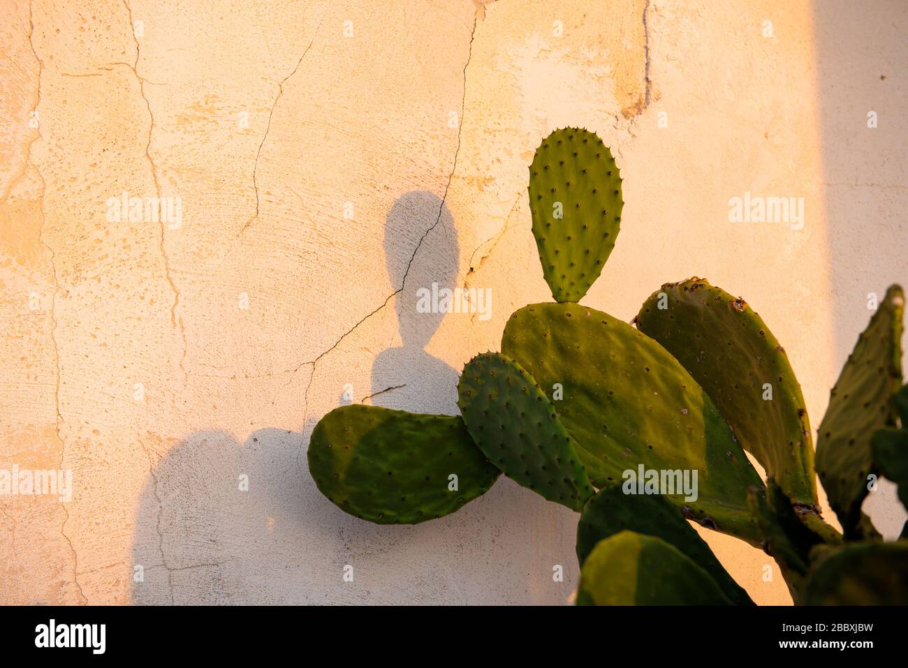 Indian wild pear tree hi-res stock photography and images - Alamy