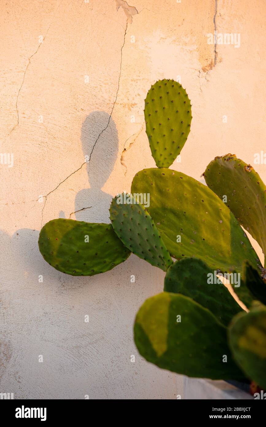 Indian wild pear tree hi-res stock photography and images - Alamy