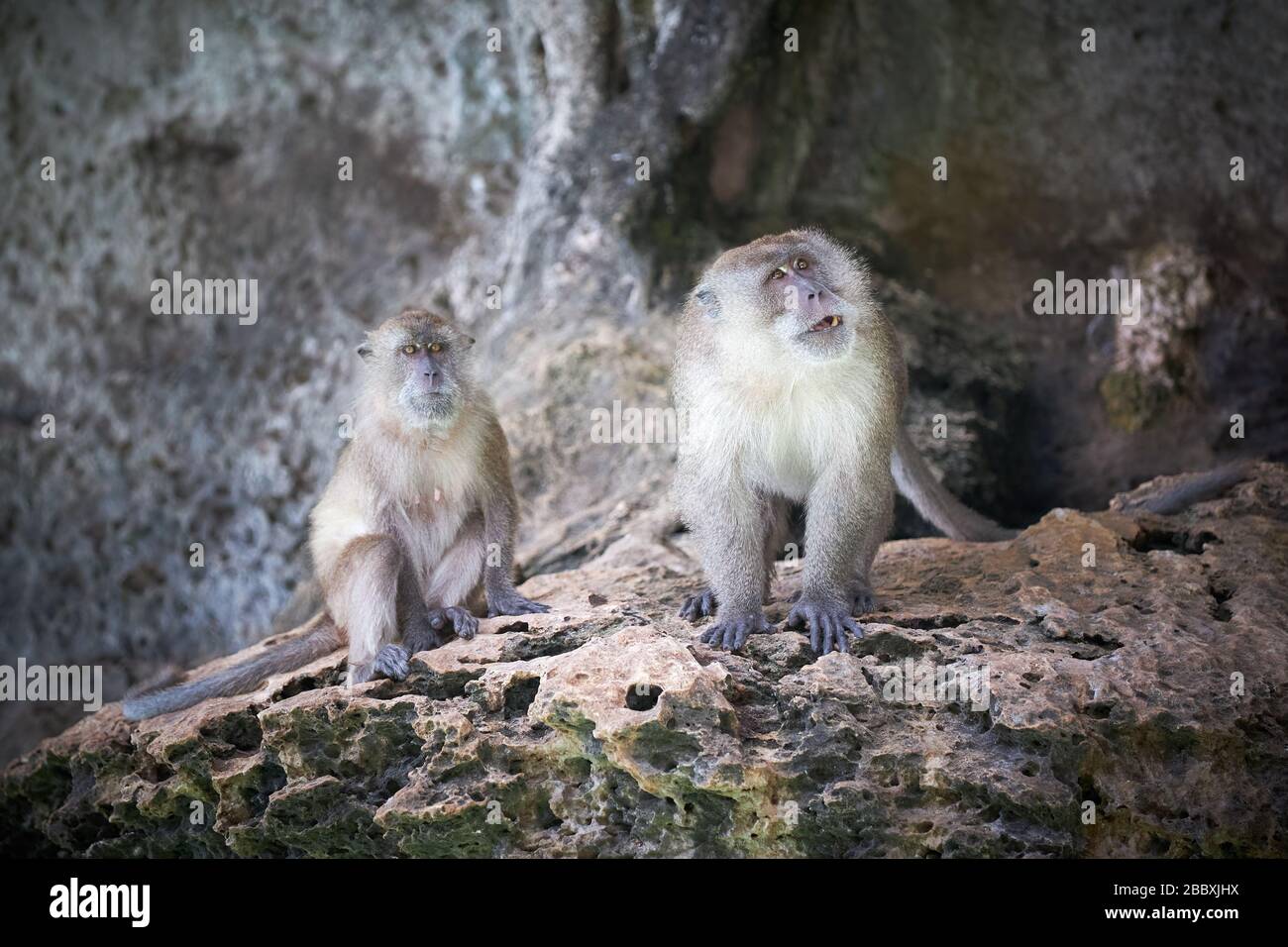 Dissatisfied male and female monkeys are sitting on a stone cliff Stock ...