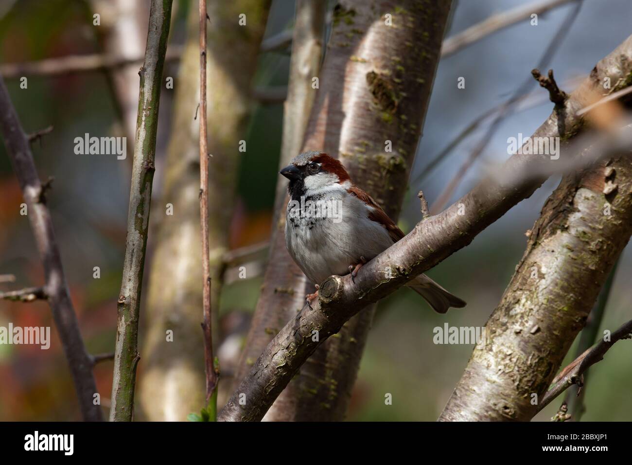 Tree sparrow british isles hi-res stock photography and images - Alamy