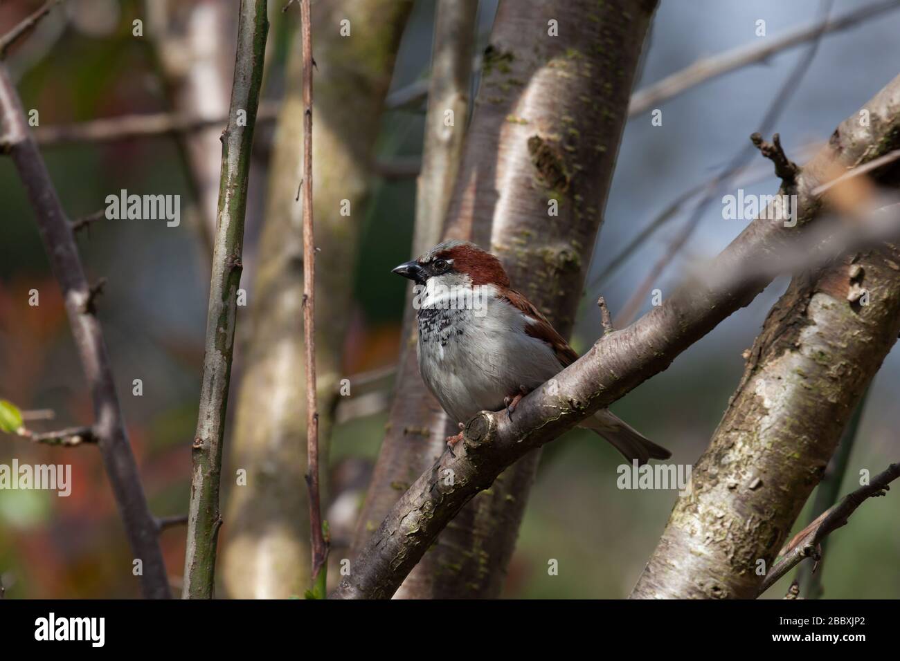 Tree sparrow british isles hi-res stock photography and images - Alamy