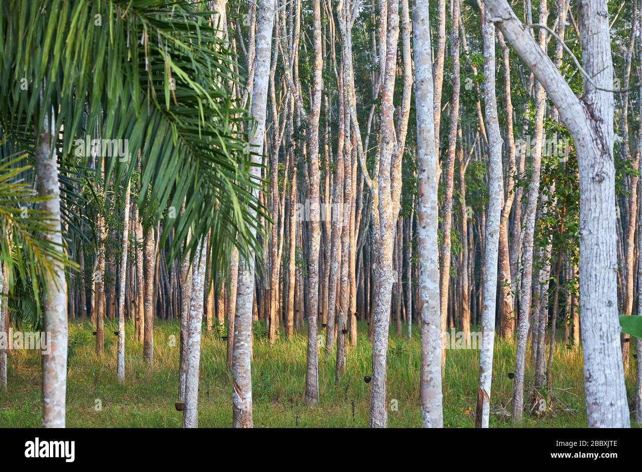 Rows of hevea trees with attached bowls for collecting milk for latex ...
