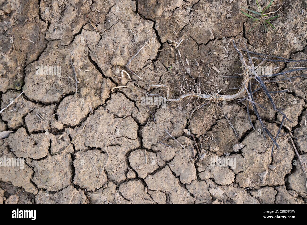 Cracked earth, cracked soil. Texture of grungy dry cracking parched ...