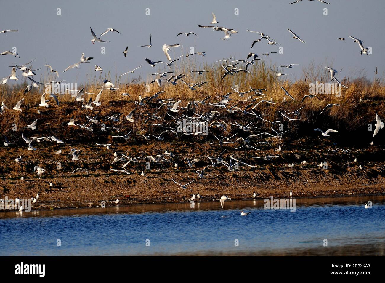 animals, bird, birds, fly, avian, water, birds in water, nature ...