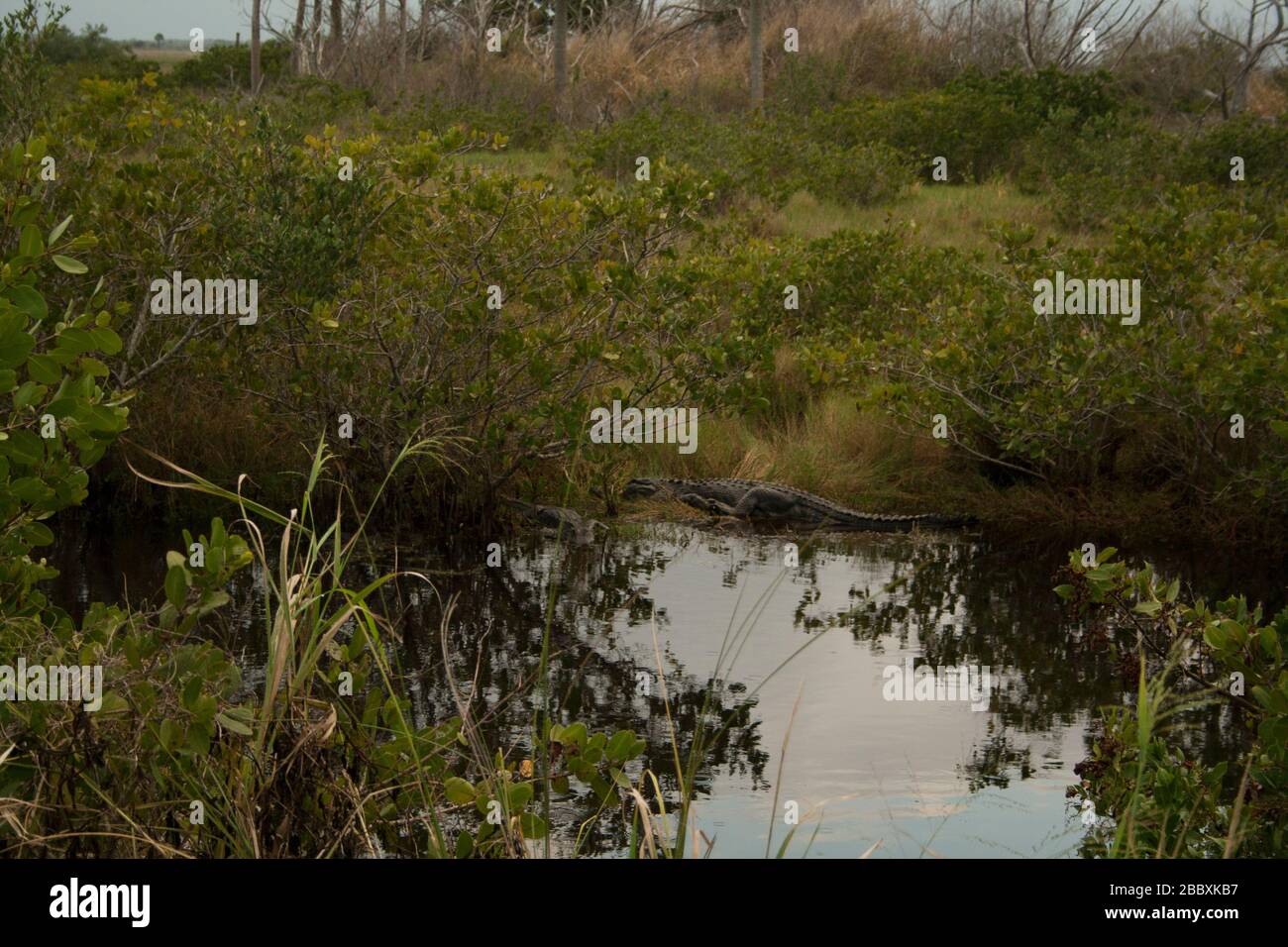 Merritt Island National Wildlife Refuge, Florida Stock Photo - Alamy