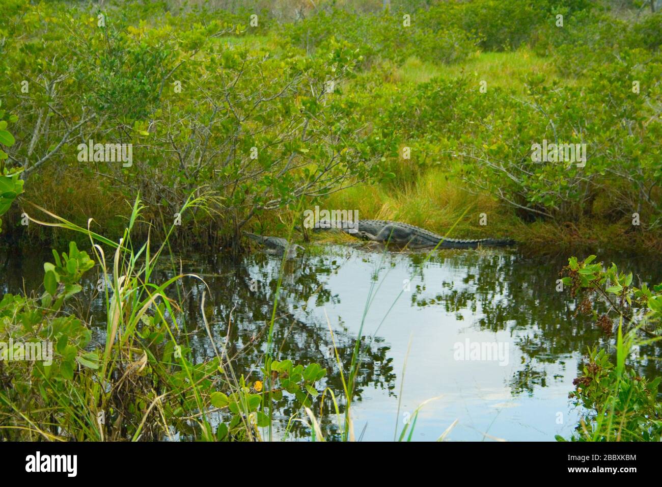 Alligator, Merritt Island National Wildlife Refuge, Florida Stock Photo ...