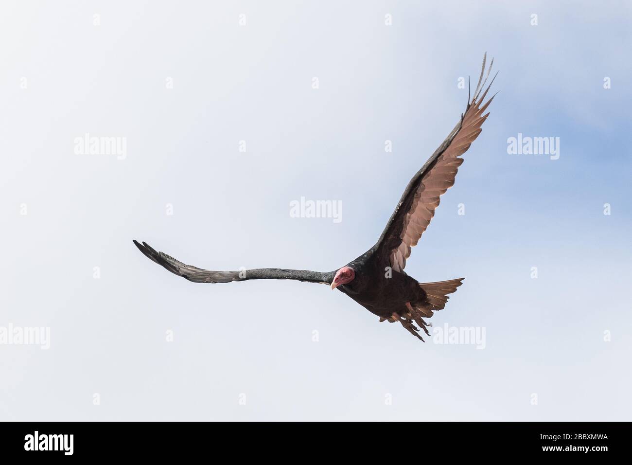 Turkey Vulture in flight Stock Photo - Alamy