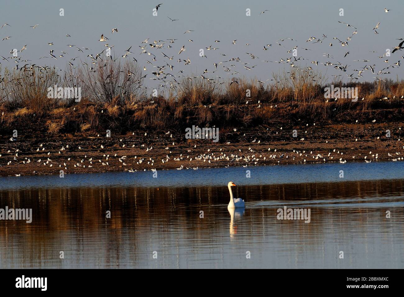 animals, bird, birds, fly, avian, water, birds in water, nature ...