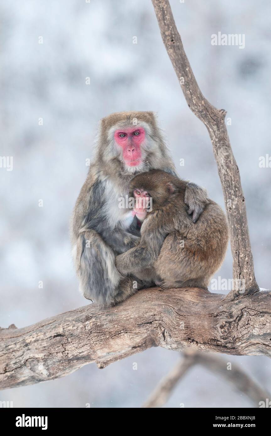 Japanese Macaque or Snow Monkey (Macaca fuscata); mother and young in ...