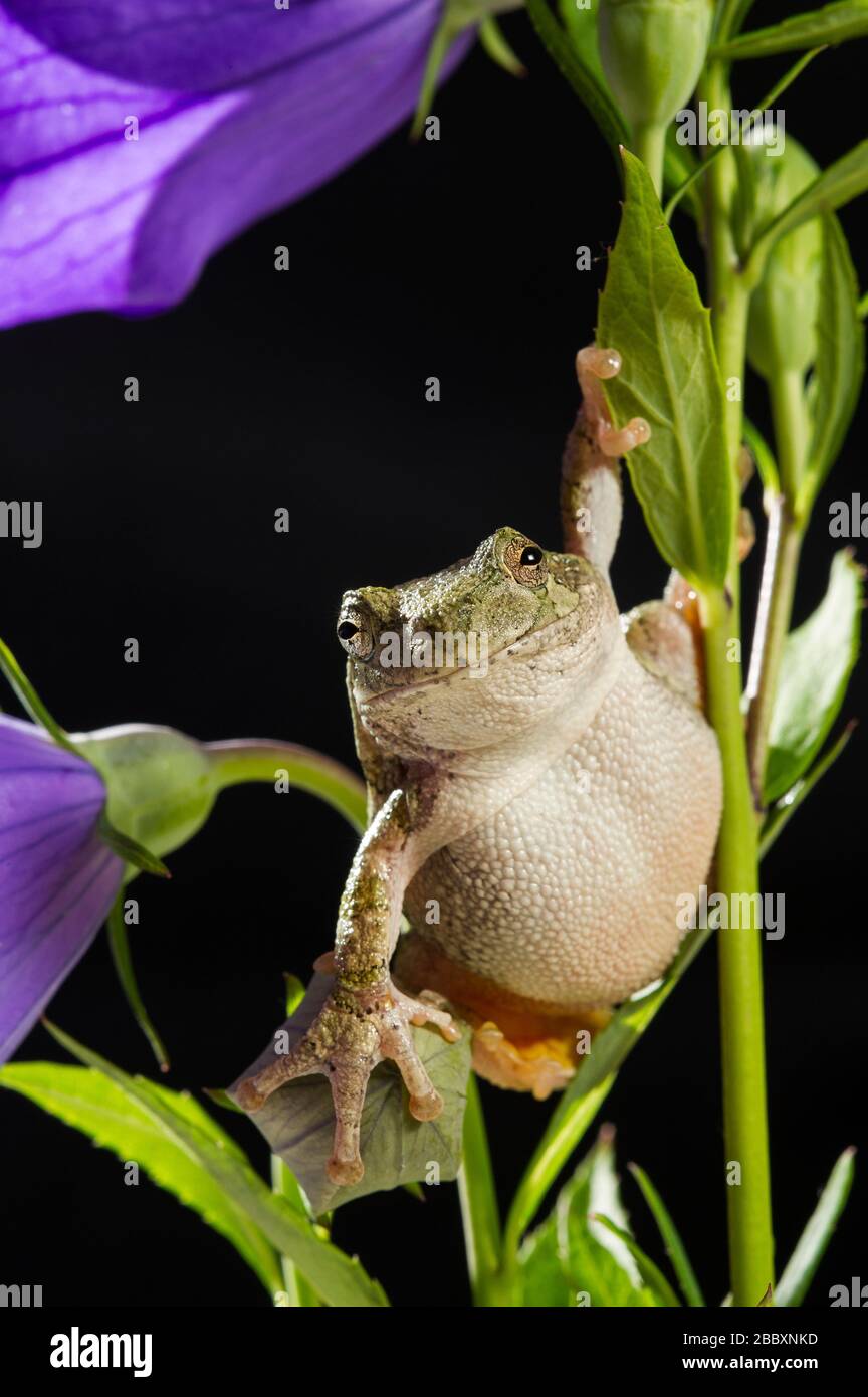 Tree frog on flowers hi-res stock photography and images - Alamy