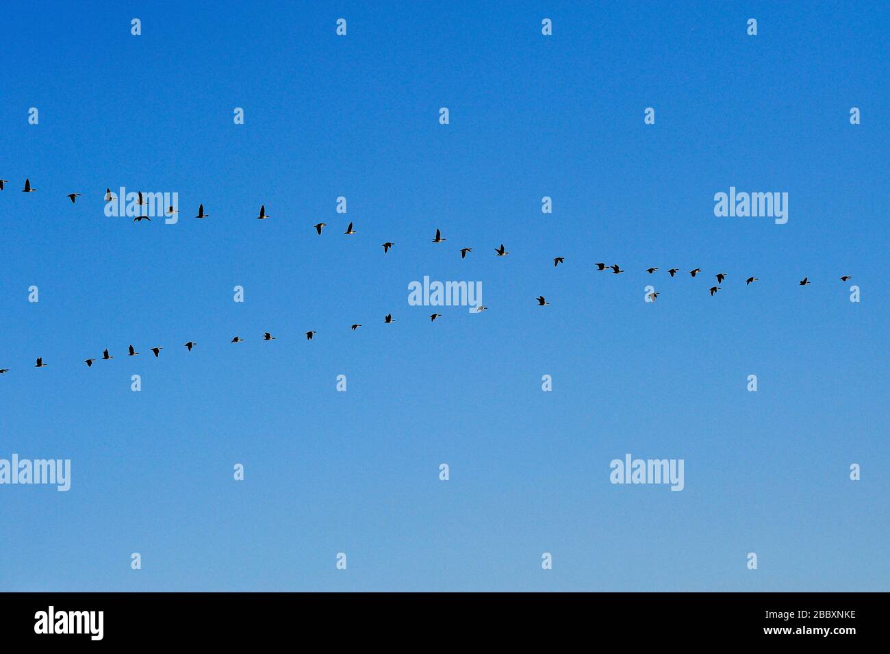 animals, bird, birds, fly, avian, water, birds in water, nature ...