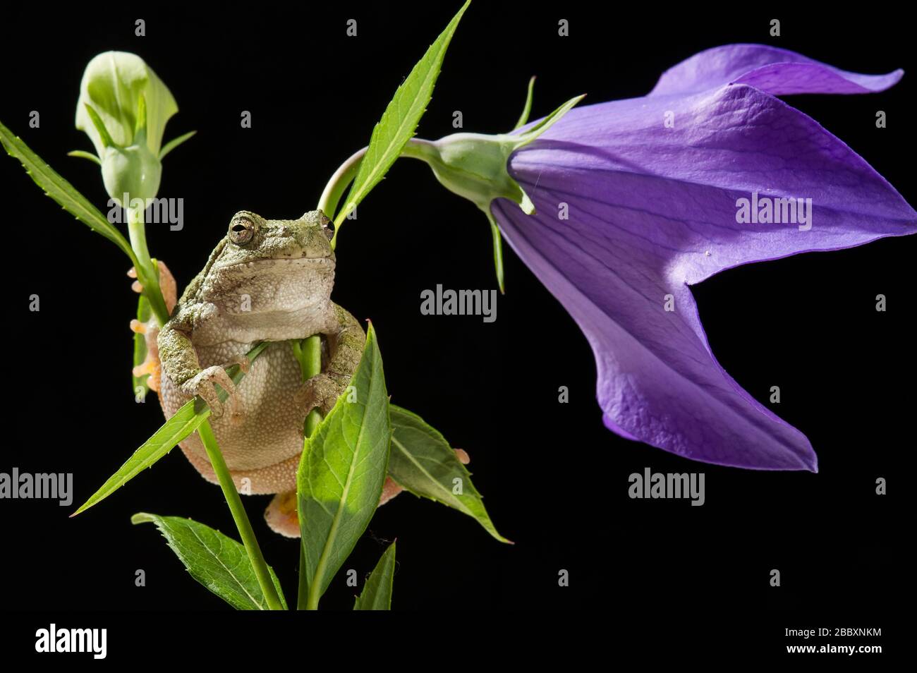 Tree frog on flowers hi-res stock photography and images - Alamy