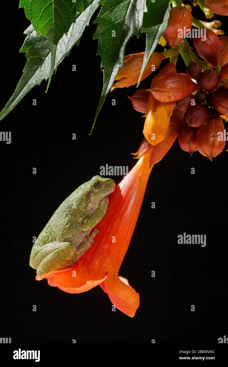 Gray Tree Frog (Hyla versicolor) on flowering trumpet vine (Campsis ...
