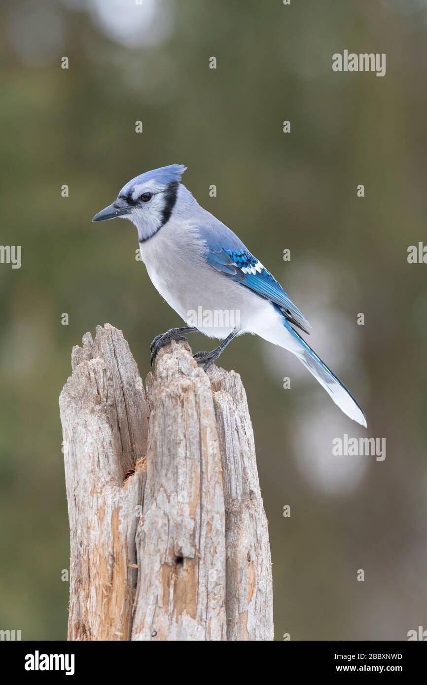 Eastern blue jay hi-res stock photography and images - Alamy