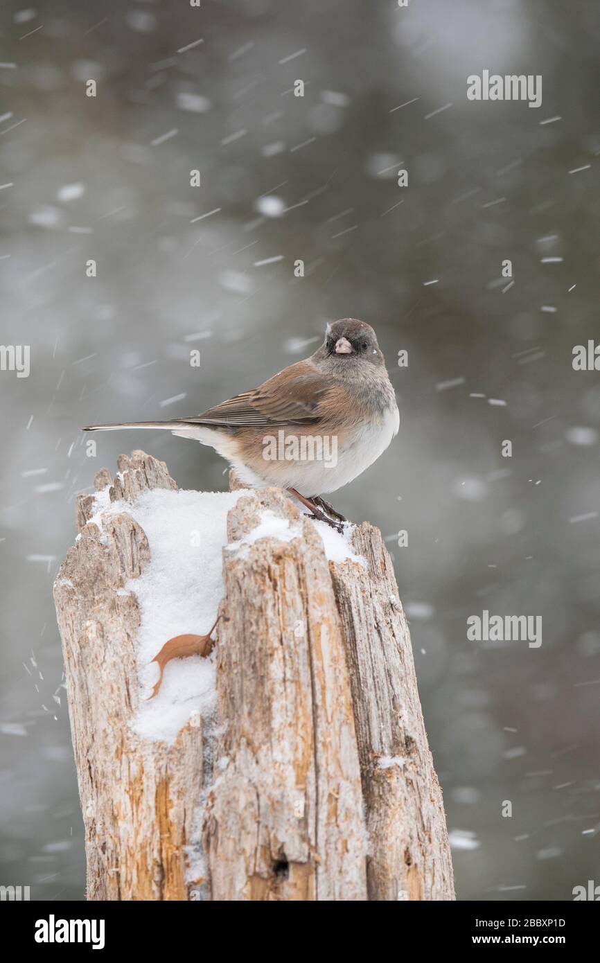 Female junco hi-res stock photography and images - Alamy